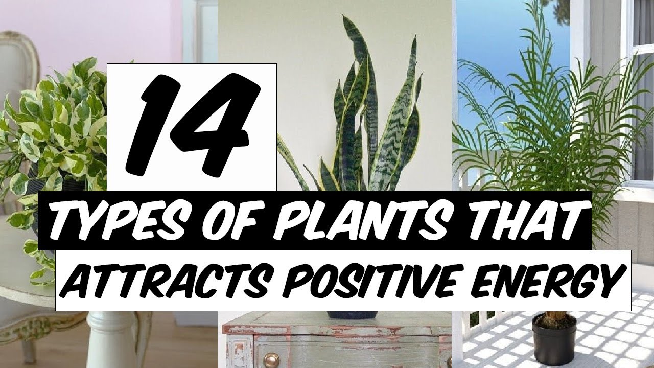 14 Plants That Attracts Positive Energy - The Planet of Greens - YouTube