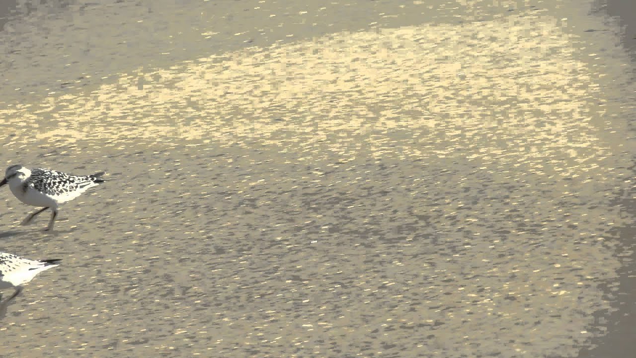 Sandpipers Running On The Beach - Outer Banks, NC - YouTube