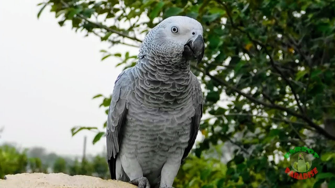 African Grey Parrot Talking Like Crow - YouTube