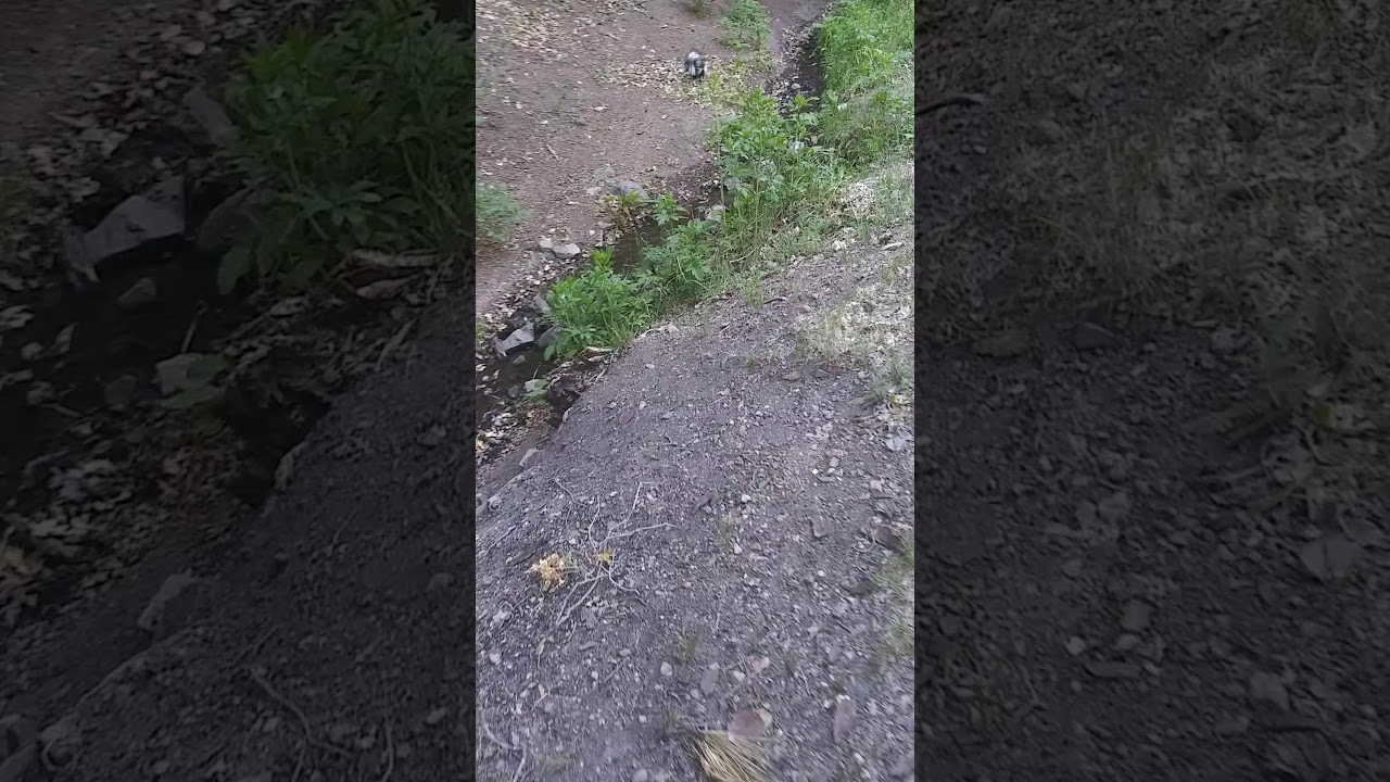 Professional skunk fishing - YouTube