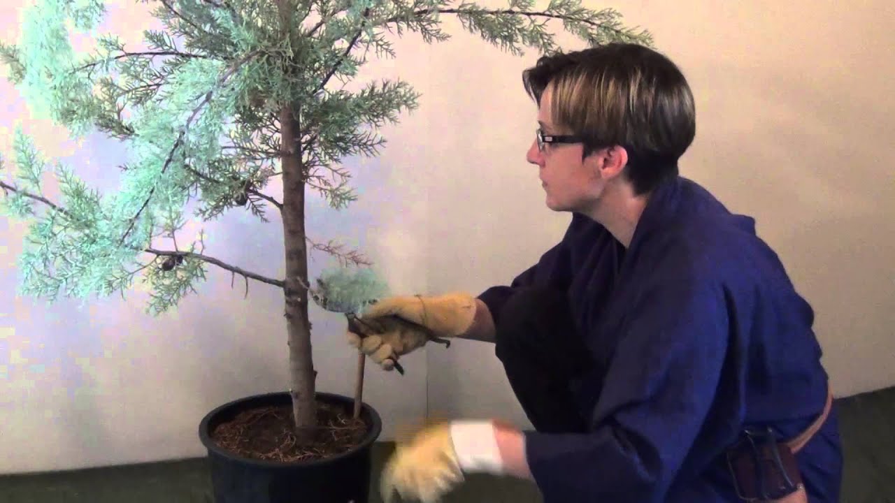 Basics of Japanese pruning - niwaki - YouTube