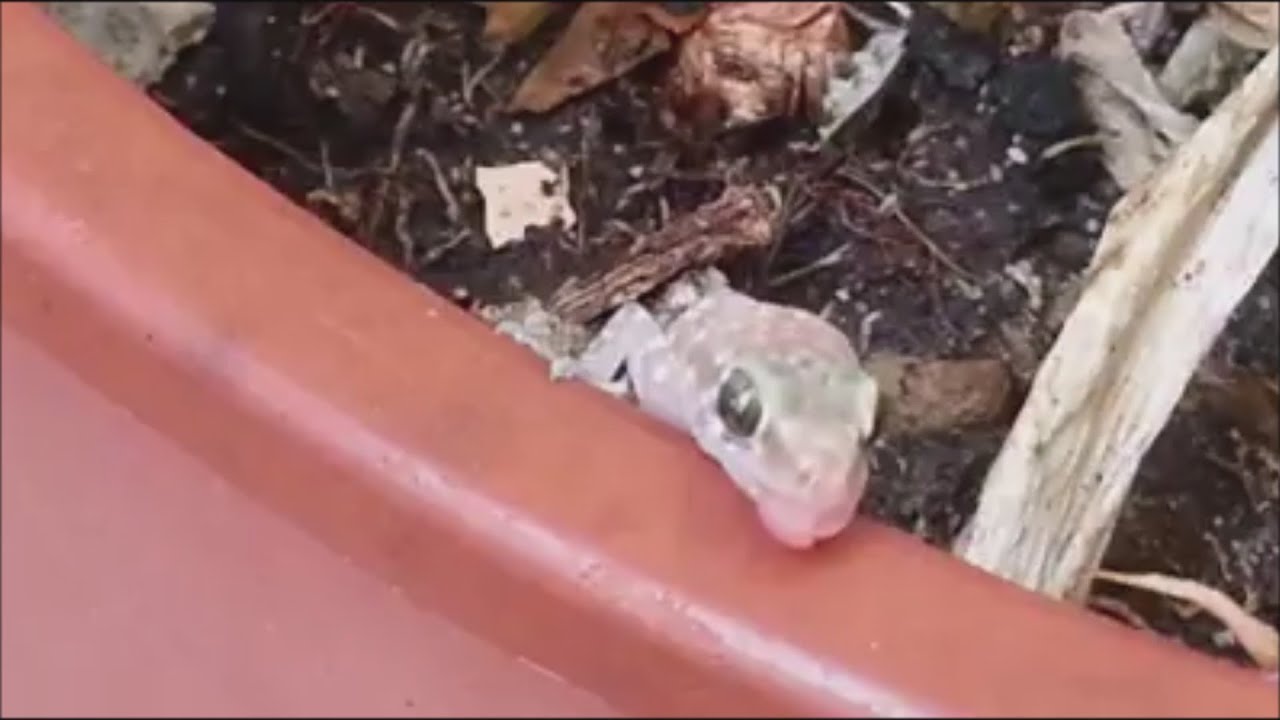 Il piccolo Geco - La Natura fonte di ispirazione artistica - YouTube