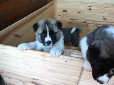 akita americano cachorros 40 dias