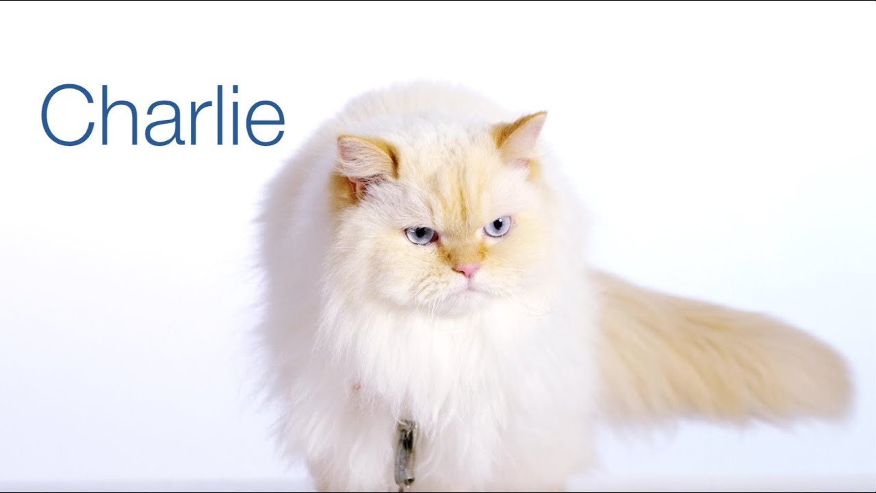 Introducing this month's animal rescue story - Charlie! - YouTube