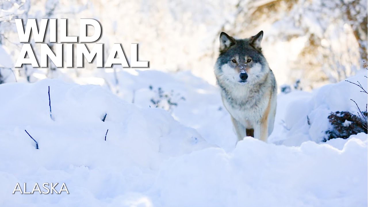 ALASKA | The Harshest Survival on Earth – A Journey Through Ice and ...