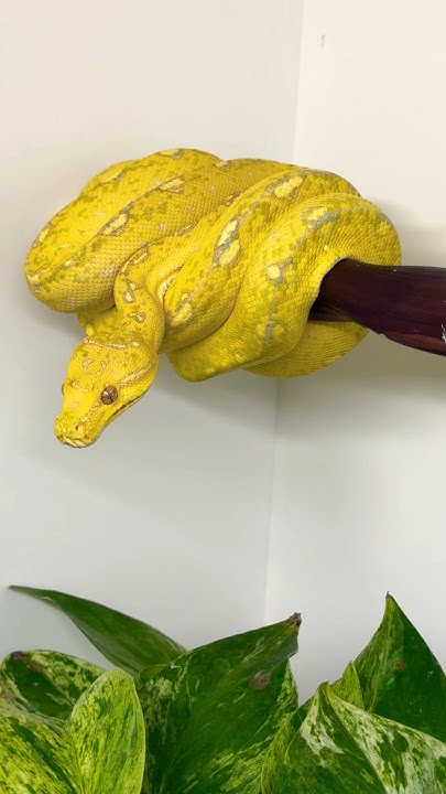 High yellow designer green tree python. You gotta pay to play in this ...