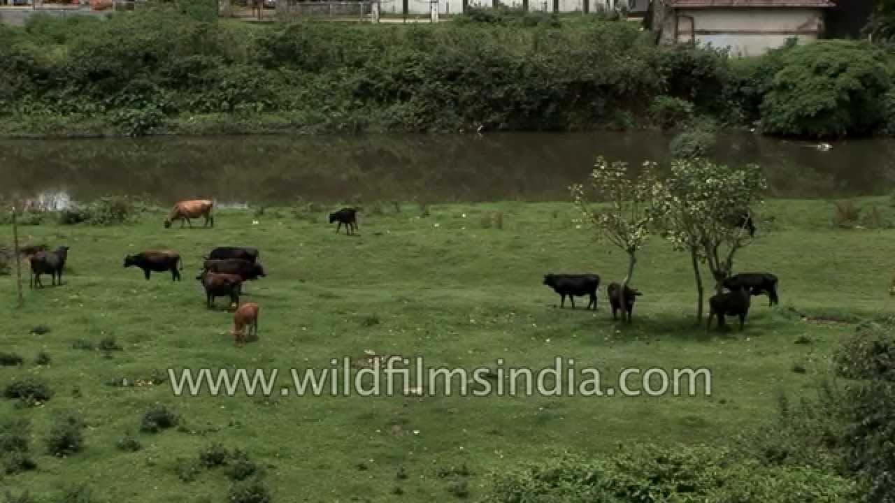 Herd of cattle grazing at a field in Munnar, Kerala - YouTube