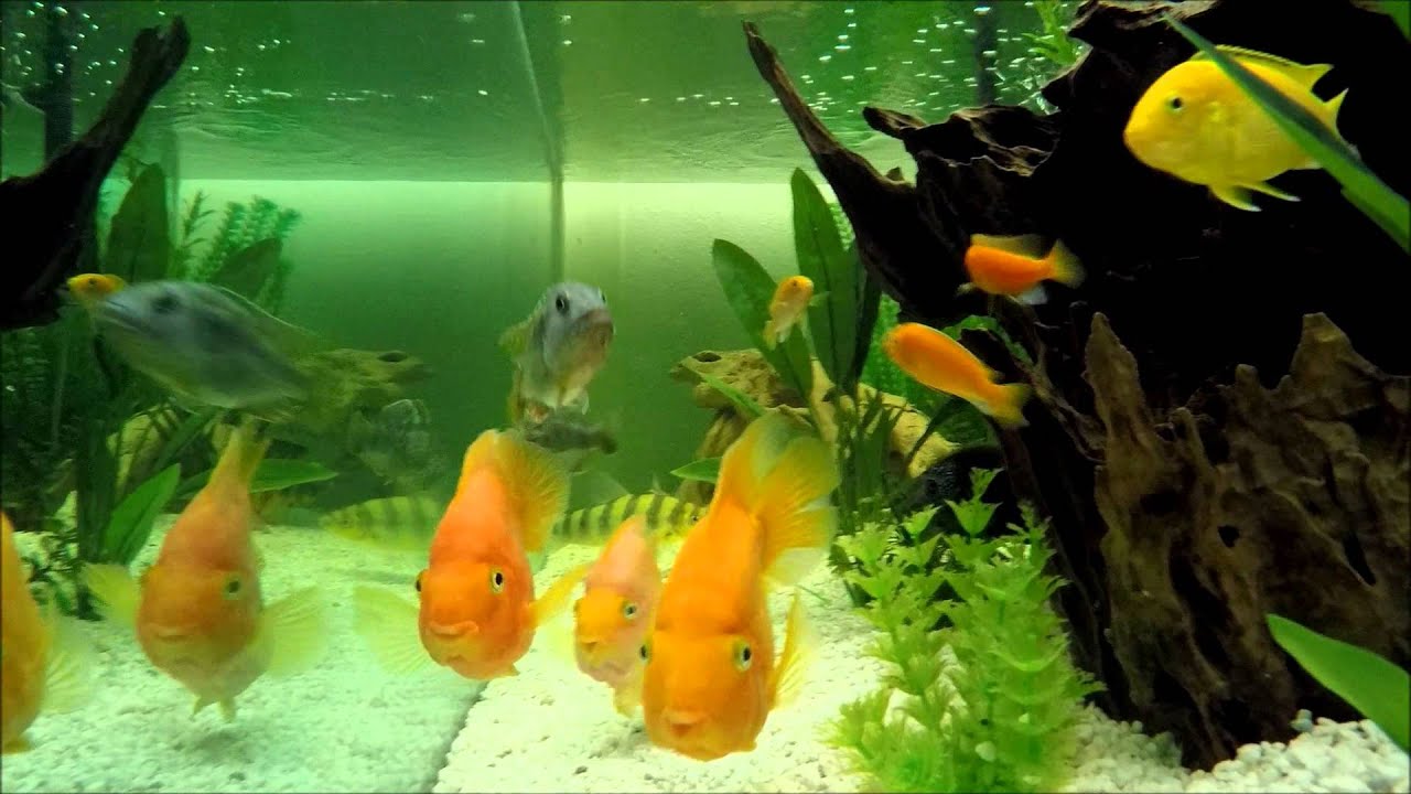 INSIDE MY AQUARIUM VIEW USING A GOPRO HERO 4 - YouTube