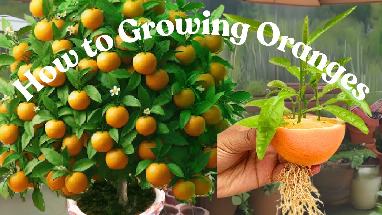 How to Plant, Grow, & Care for Oranges #Growing #Oranges - YouTube