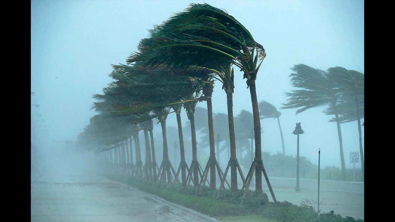 10m trees to be established in U.S. to supplant ones obliterated by ...