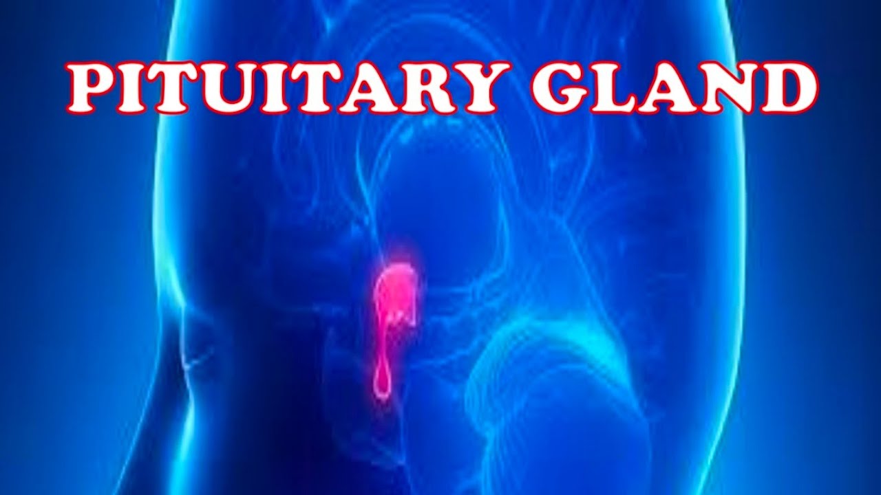 PITUITARY GLAND - The Master gland of Endocrine System - YouTube