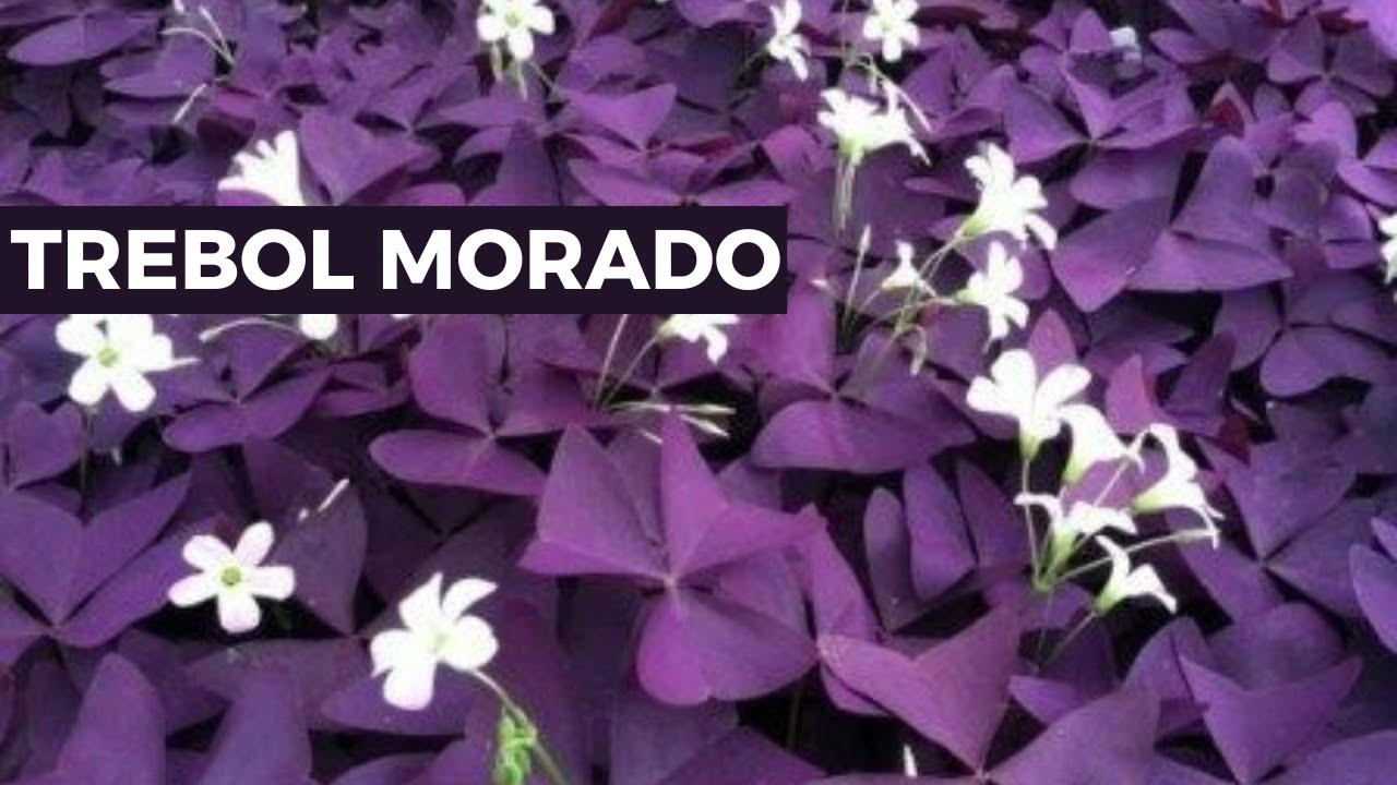 ¿Qué es el TRÉBOL MORADO?💜 Conocelo al COMPLETO - YouTube