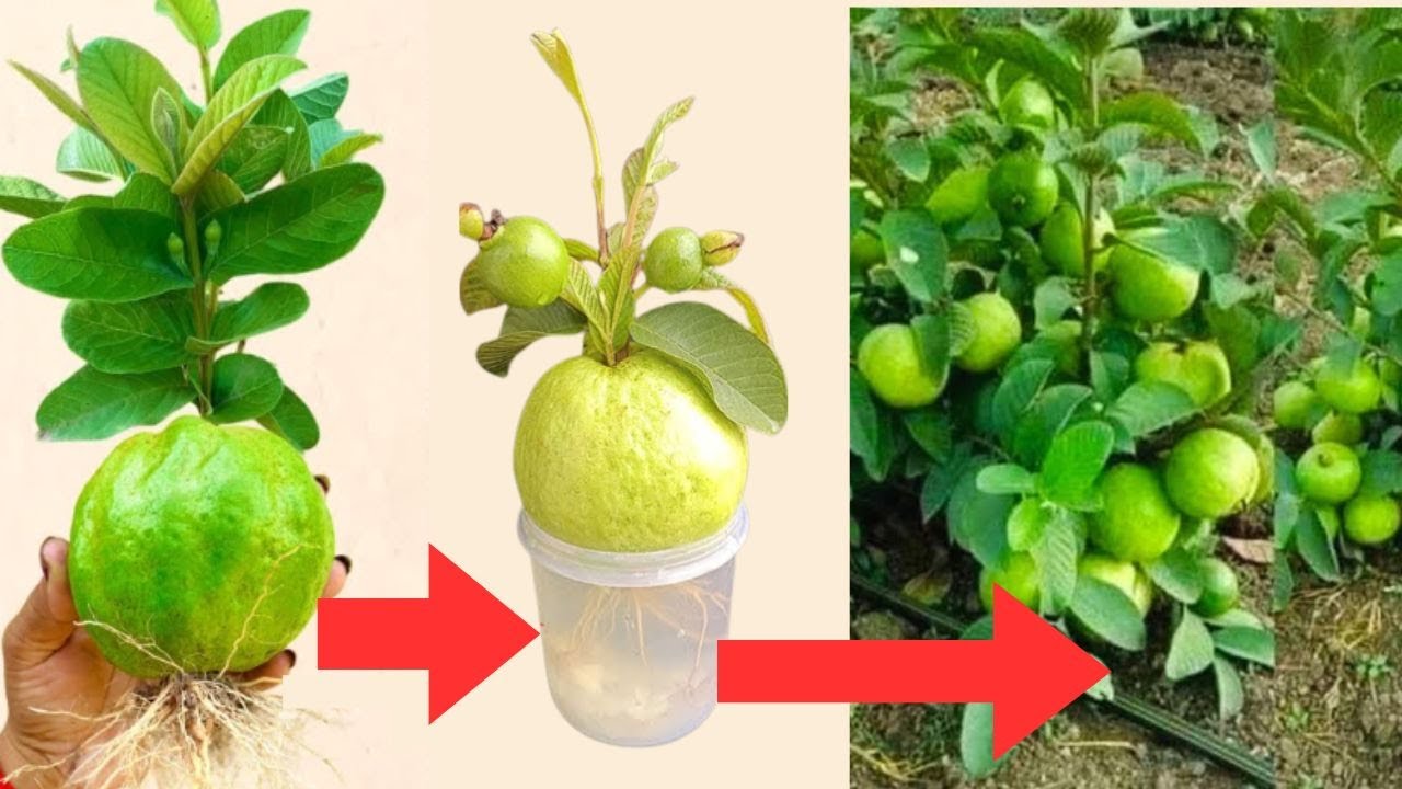 Best techniques Growing Guava tree with Aloe Vera In a water bottle For ...