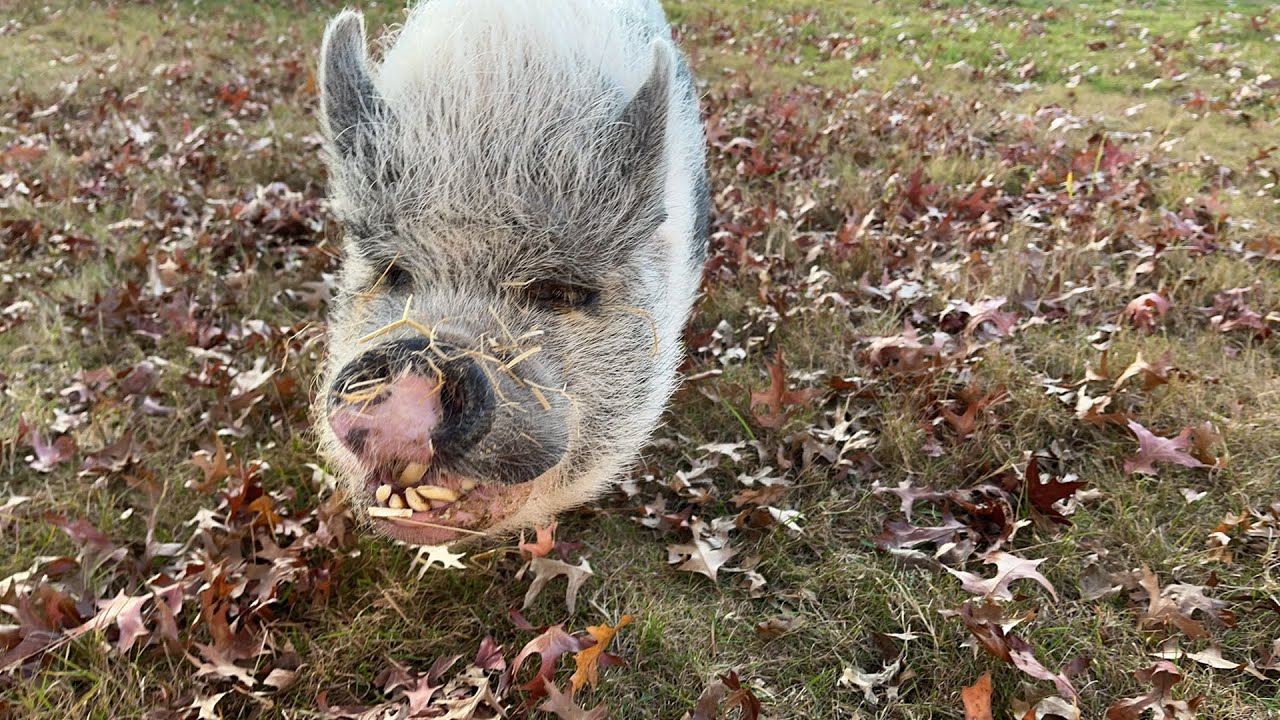 We are partying with the pigs at Arthurs Acres Animal Sanctuary! (PART ...