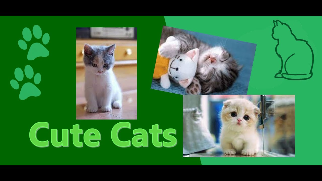 Cute cats - YouTube