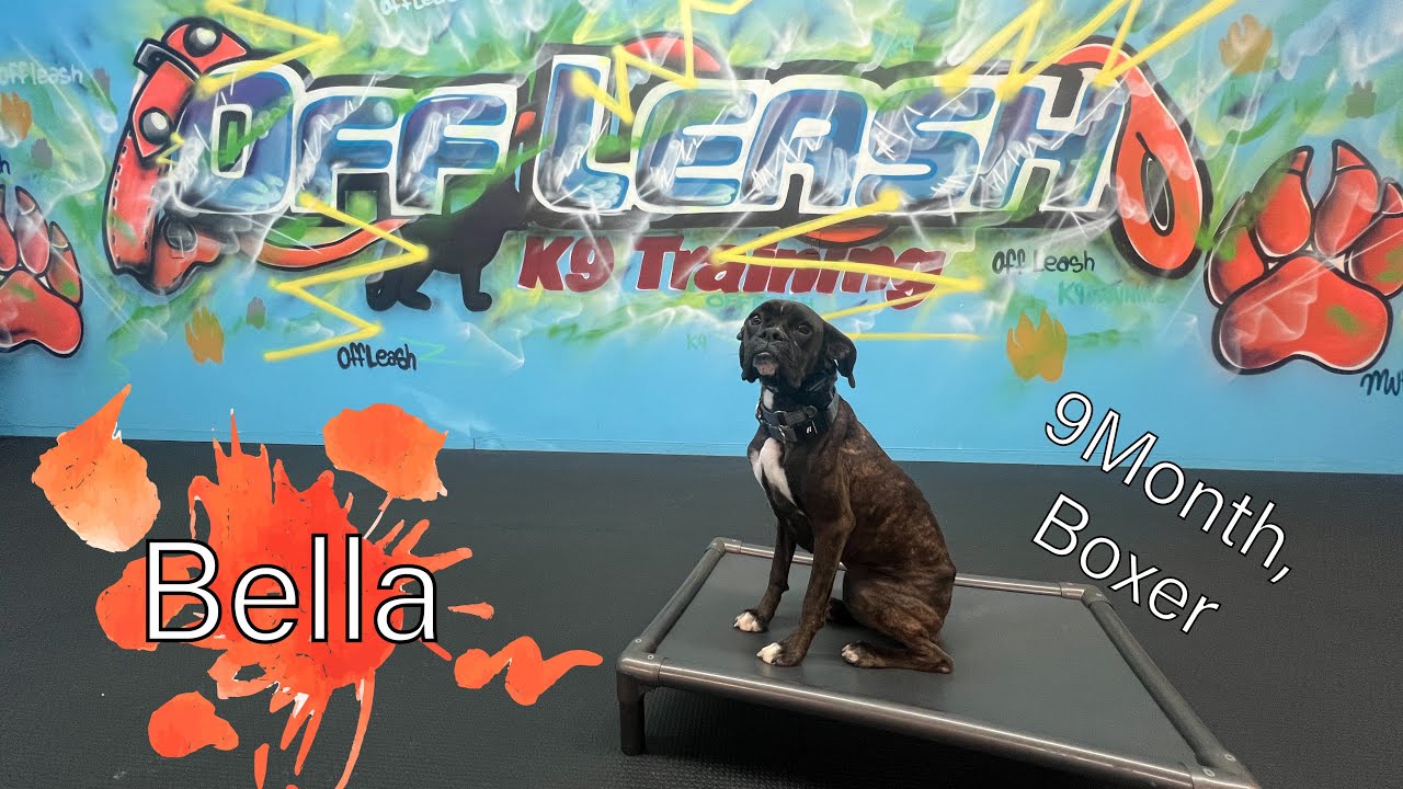 Bella | 9 MONTH BOXER | OFF LEASH OBEDIENCE | E-COLLAR TRAINING - YouTube
