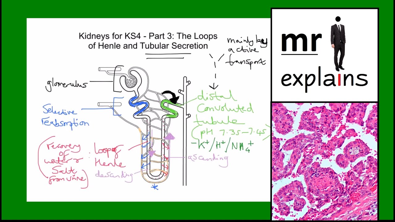 mr i explains: Kidneys for KS4 - Part 3: The Loops of Henle and Tubular ...