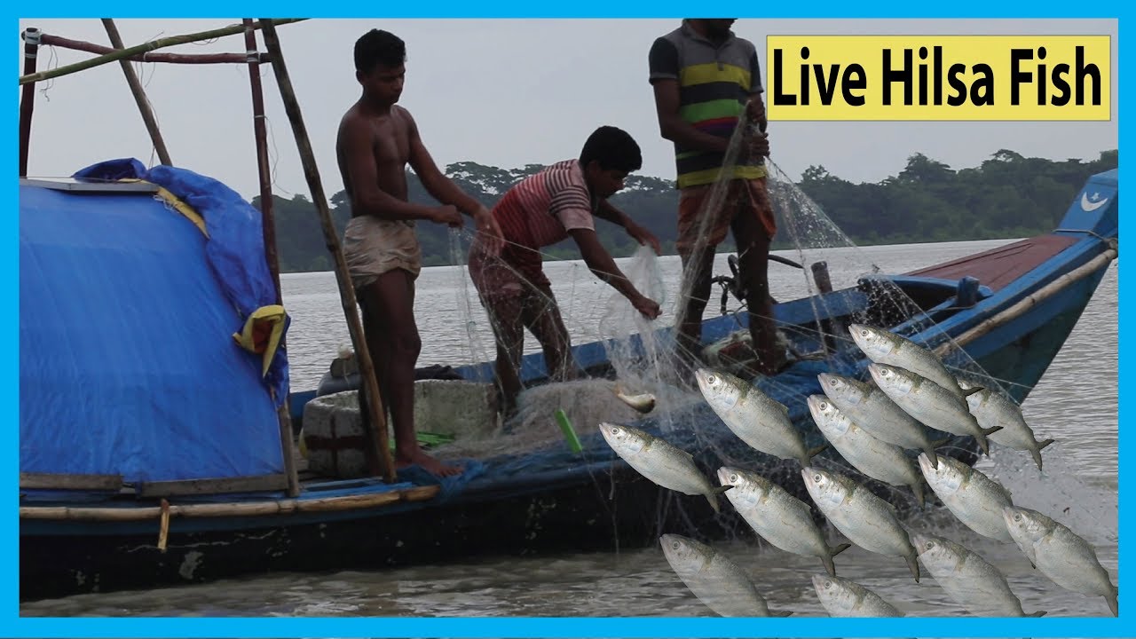 Live Hilsa Fish Catching At Payra River By Smart Kids | Fish Corn - YouTube