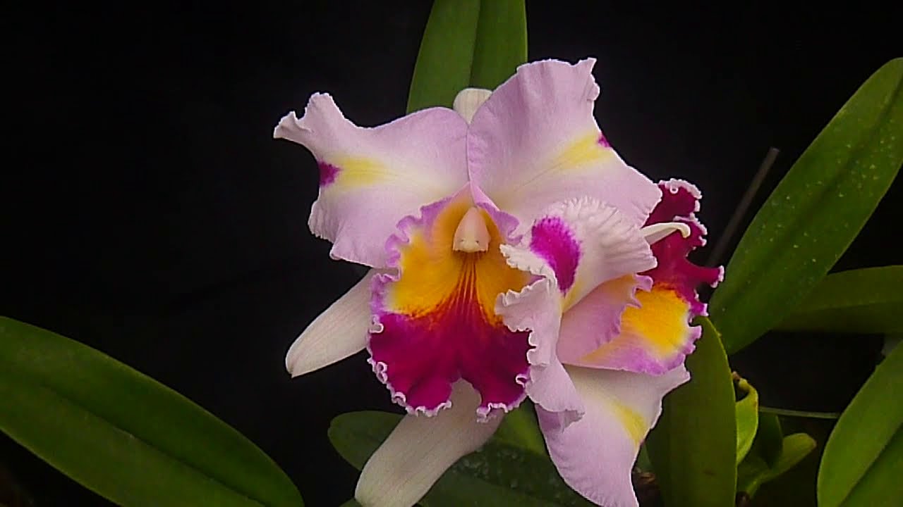 Blc. Patchara Fancy - YouTube
