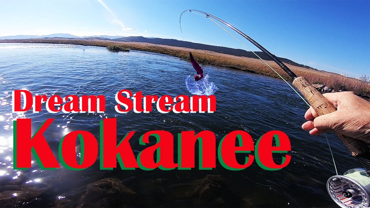 Dream Stream Kokanee Amazing Fishing Colorado Fly Fishing sockeye ...