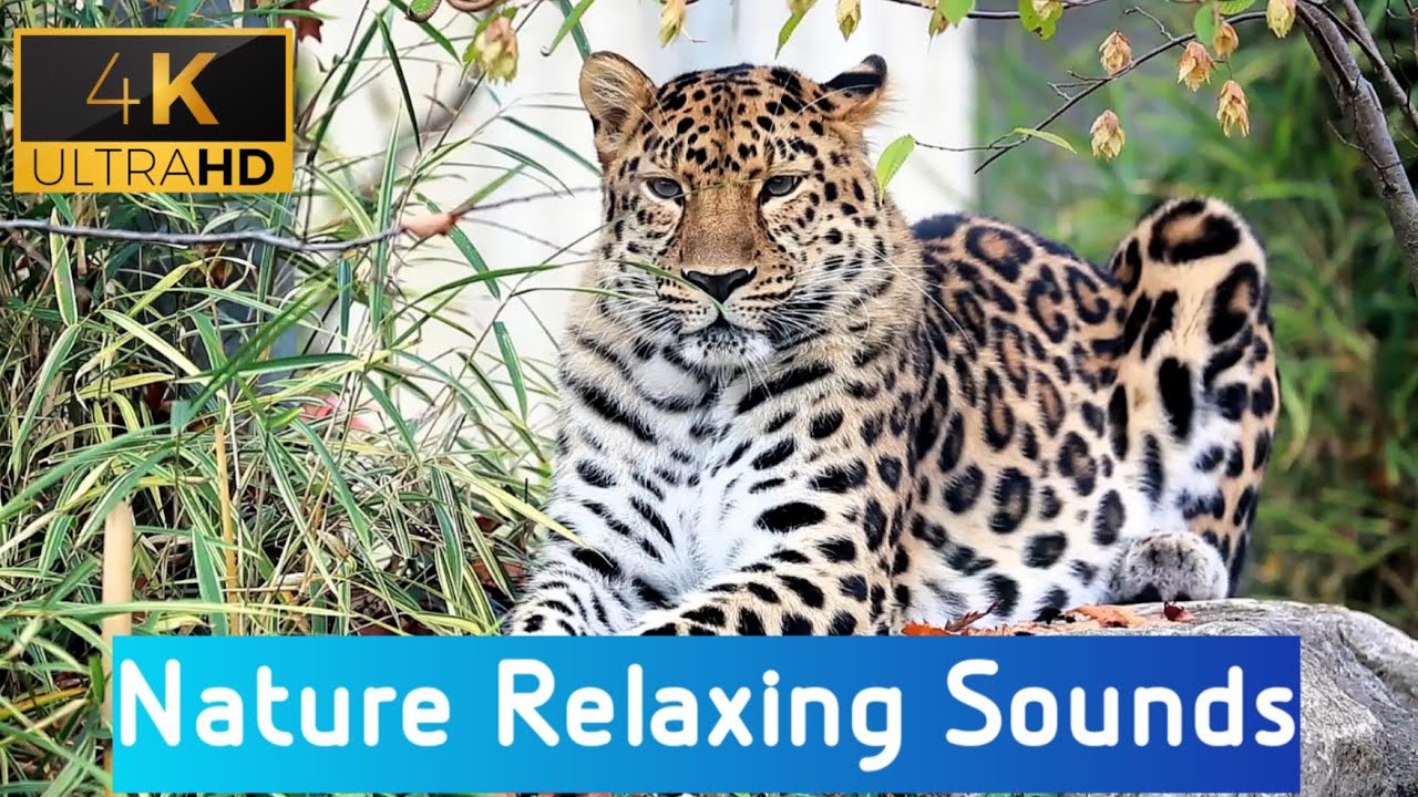 4K Relaxation Sounds | Nature Relaxation | Forest Relaxation | wildlife ...
