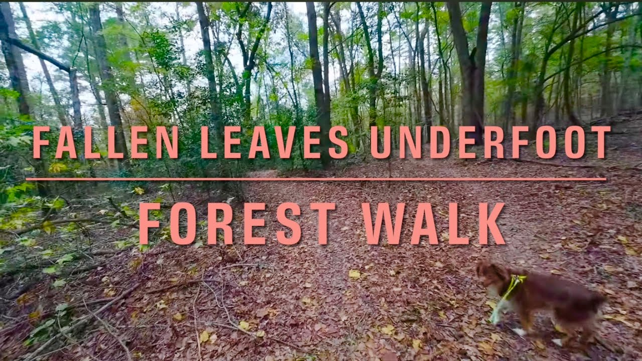 Virtual Walk through peaceful forest | 4K | No Loops - YouTube