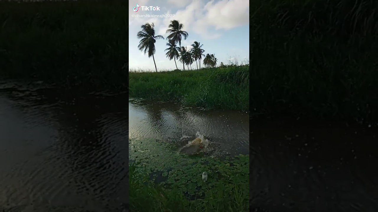 Crocodile Found in Labasa Dreketi River - YouTube
