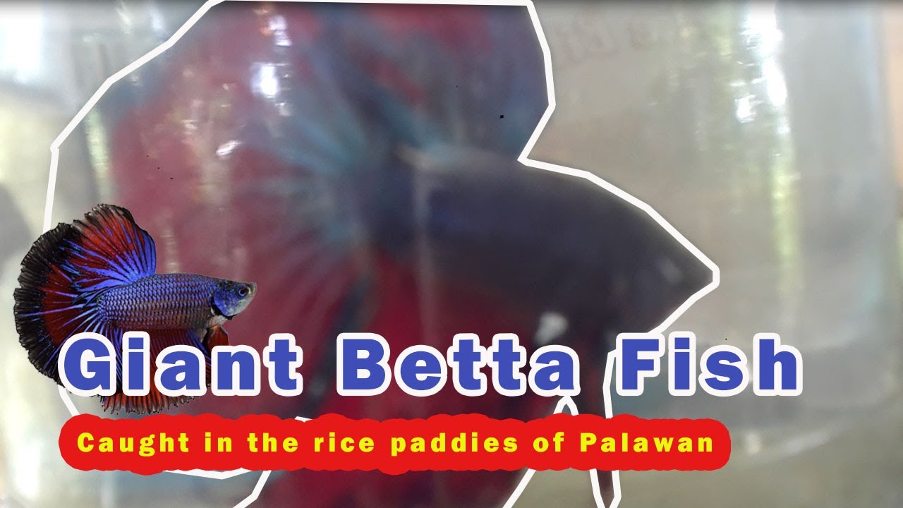 Giant Betta Fish caught in Palawan rice paddies - YouTube