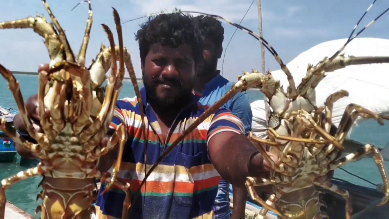 அதிக விலையுடைய சிங்கி இறால் / High priced lobster sea fish | Thanks to ...