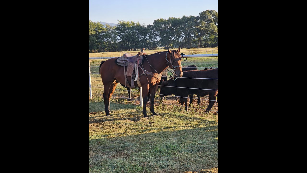 Rooster - Fort Smith Horse and Mule Sale - YouTube