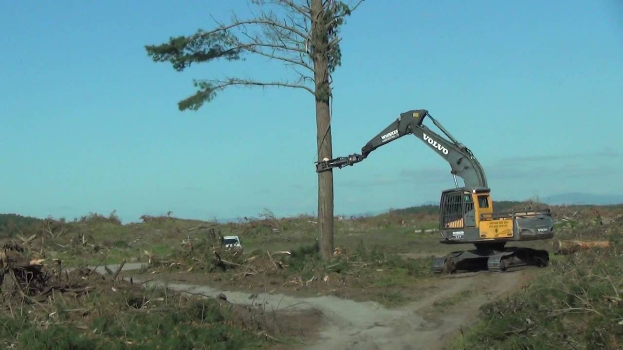 Digger assisted tree fall - YouTube
