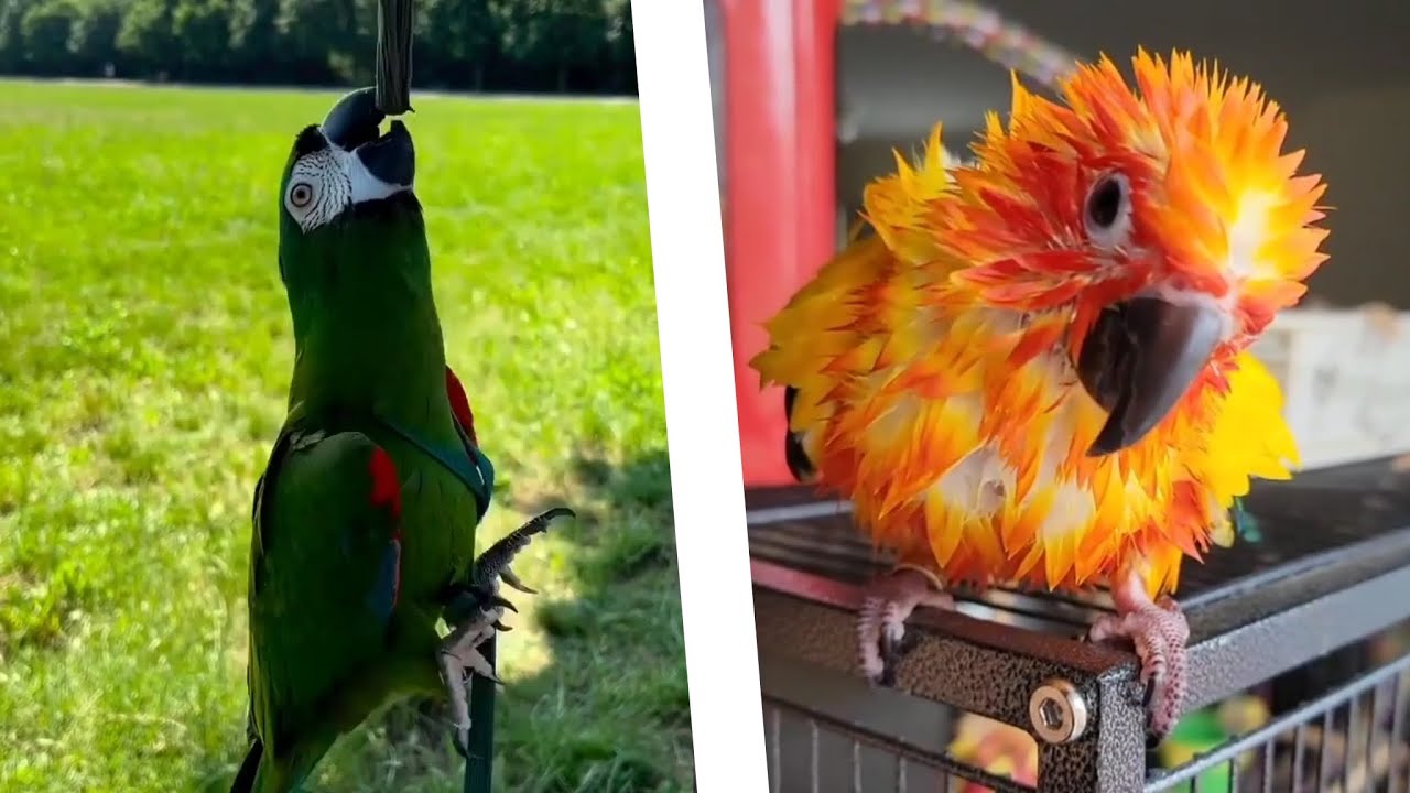 Cute parrots Videos Compilation Cutest moment of the parrots | Animaly ...