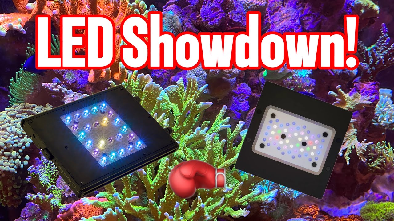 Reef LED Showdown ReefBreeders Meridian, Edge Vs AI Blade, Ecotech ...
