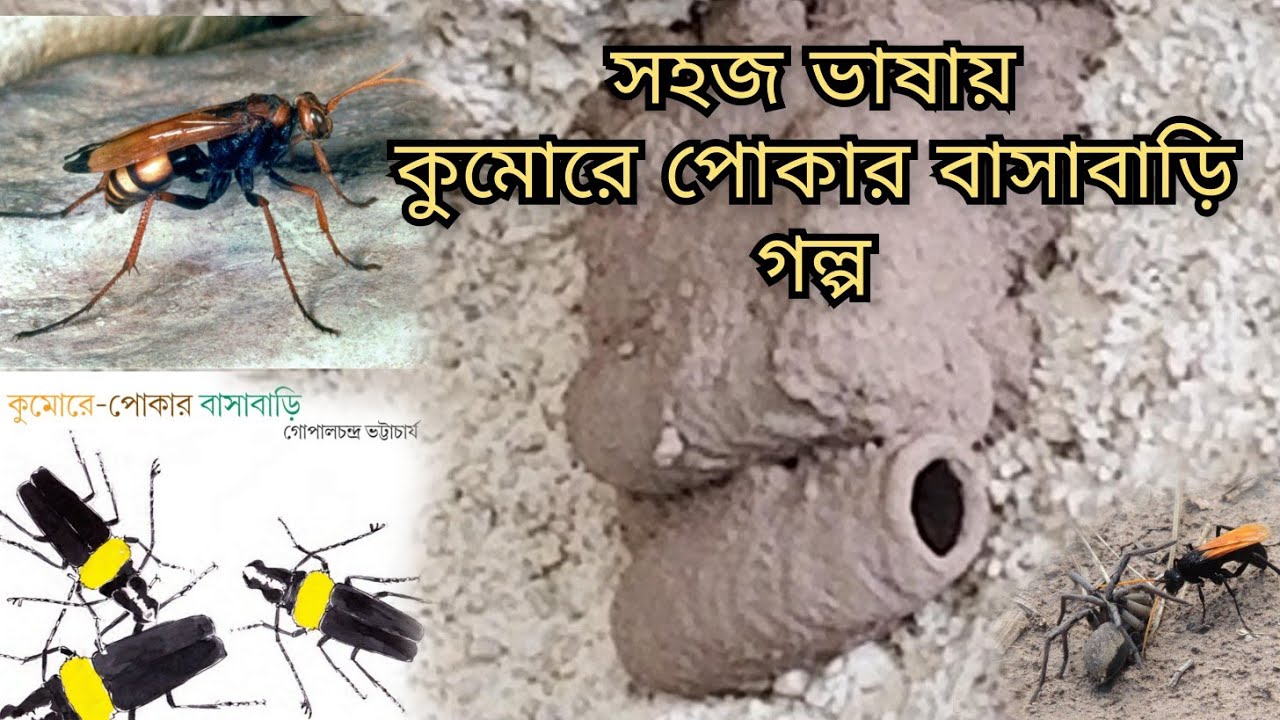কুমোরে পোকার বাসাবাড়ি গল্পটি সহজ ভাসায়।a nice insect story kumore ...