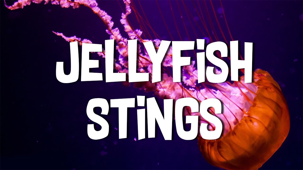 A First-Aid Guide to Jellyfish Stings - YouTube