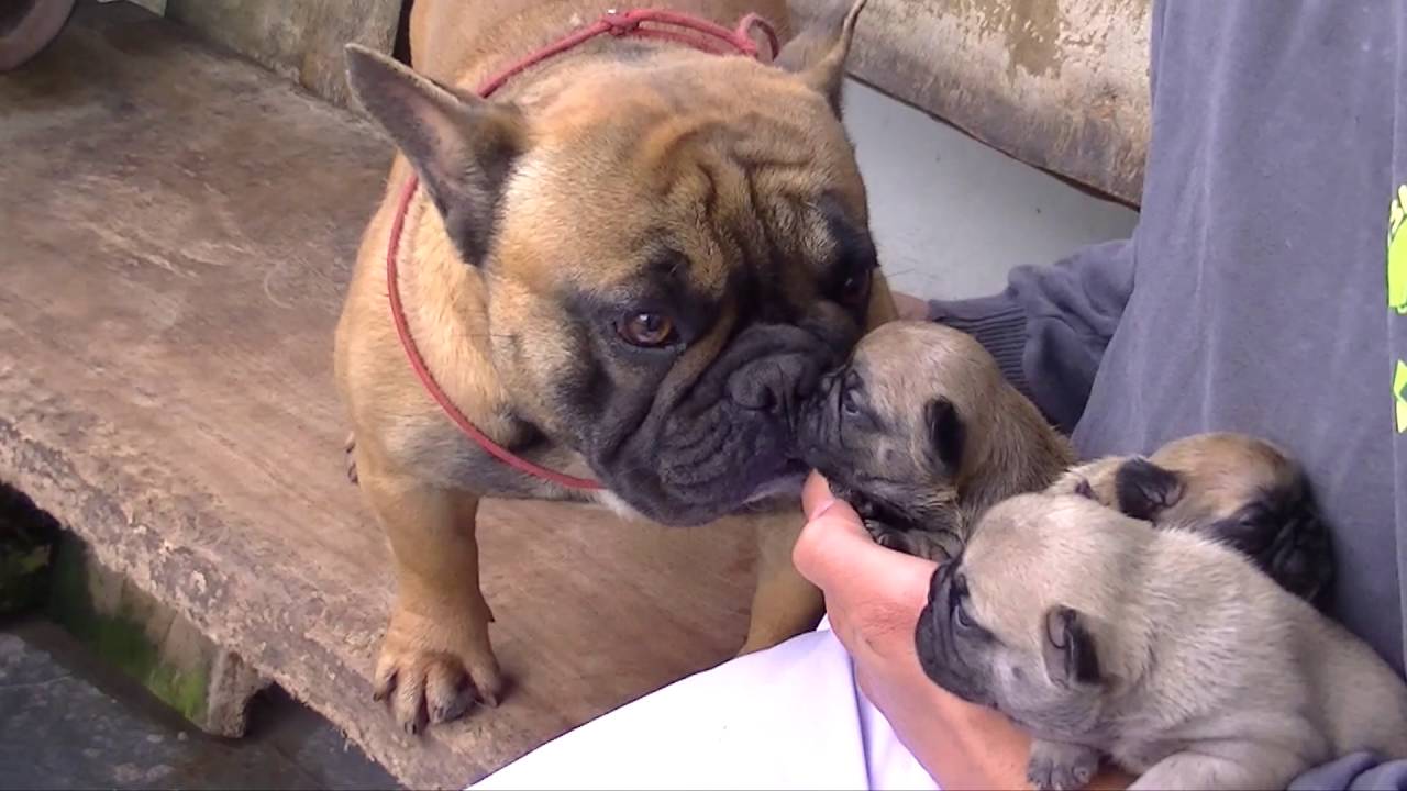 Bulldog Francês Criadores Filhotes Mini Bulldog Blue Gene - YouTube