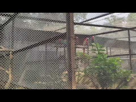 Majestic Enclosures of Macaw | BG & GW Macaws | Centre for Conservation ...