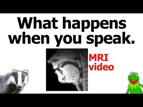 An Introduction to the Vocal Organs – with MRI video