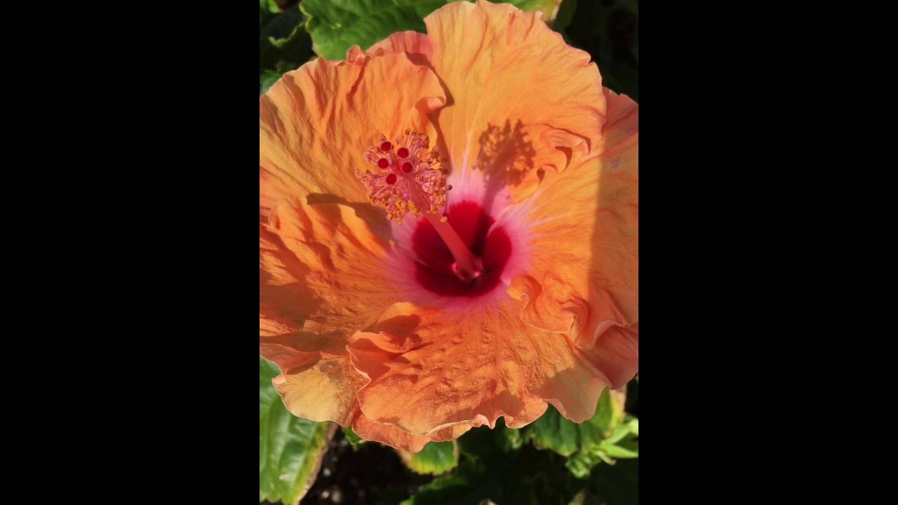 Gorgeous day with Natalee Young Terkel and Bright Orange Flowres - YouTube