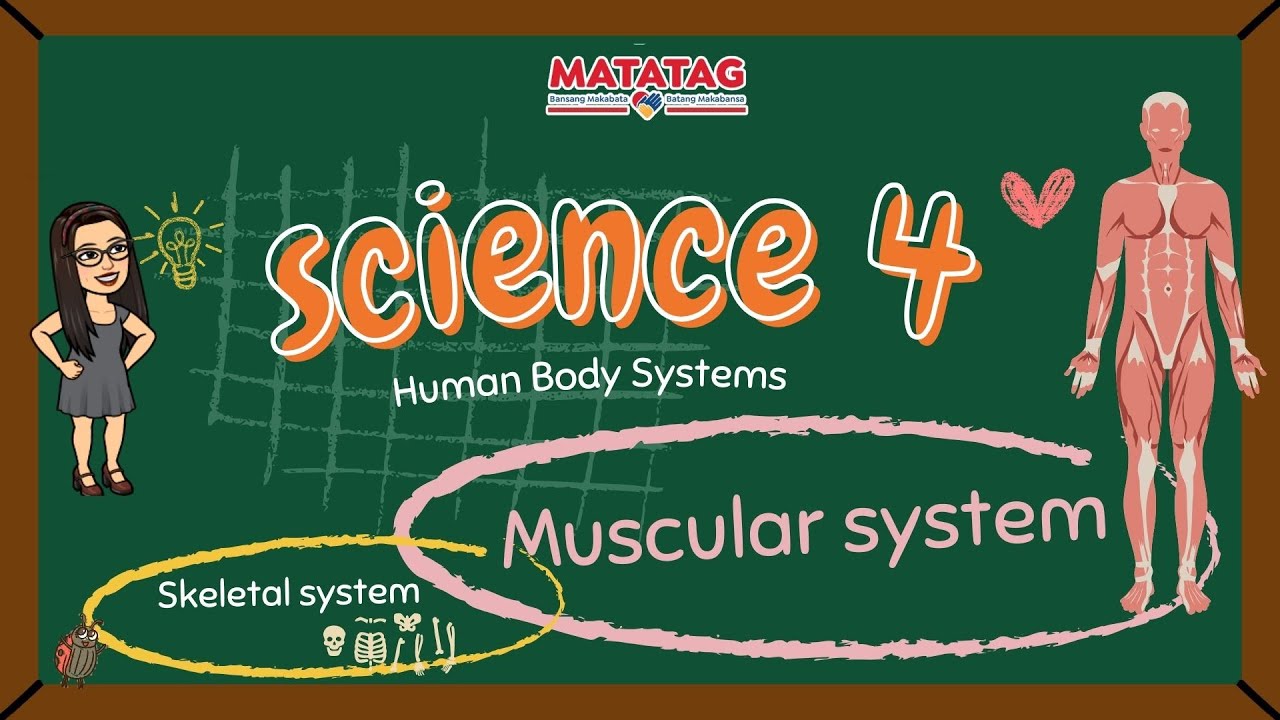 Science 4 Quarter 2: Lesson 1 (Week 1) S.Y. 2024-2025 | Muscular System ...