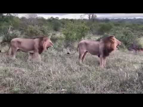 Vuyela Male Lions & River pride | 19 December 2023