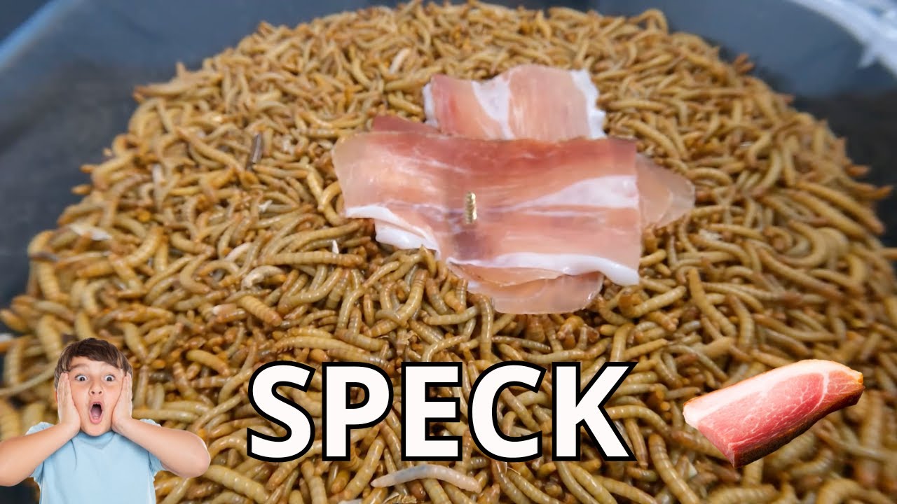 10,000 Mealworms vs. Speck Timelapse! - Epic Eats - YouTube
