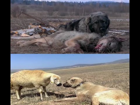 These dogs are cute. Wolfhounds, part 1.