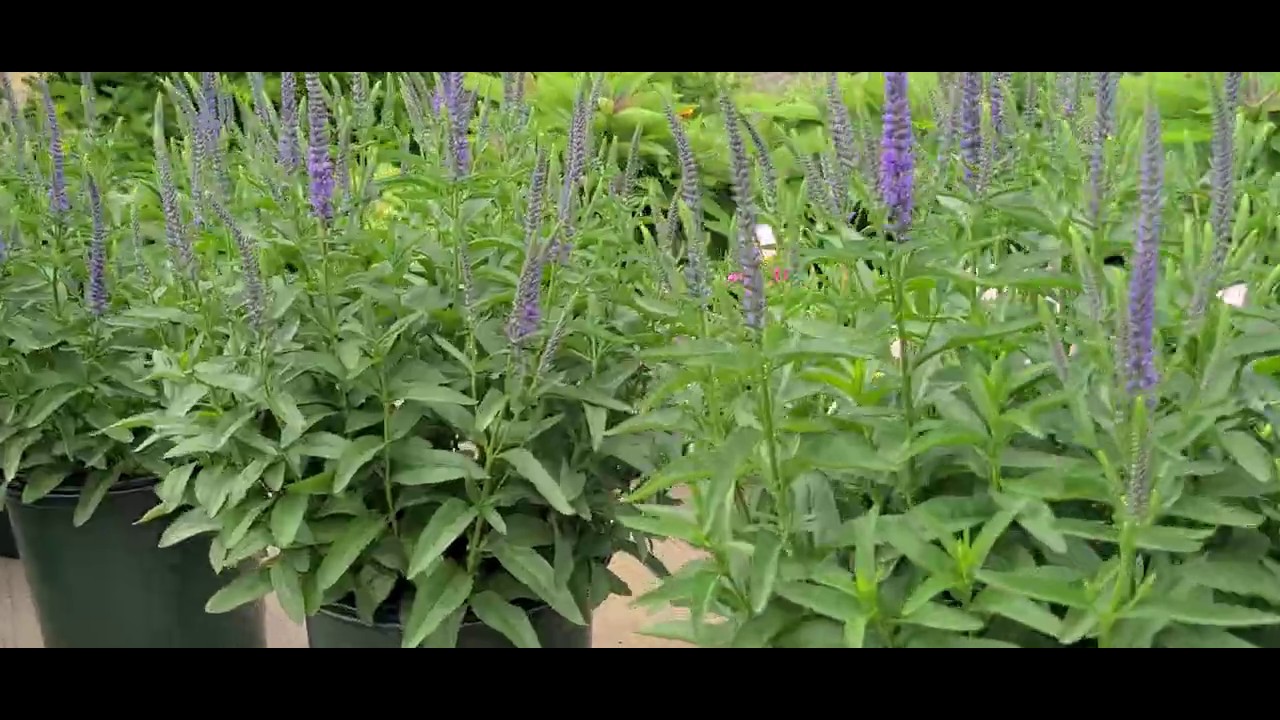 Veronica 'Blue Skywalker'// GORGEOUS Icy Blue Color💙, Vertical Shape ...