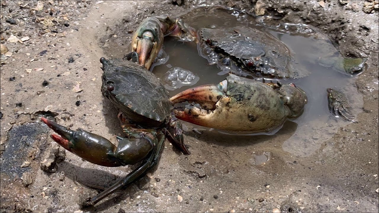 A tribute to the mud crab - YouTube