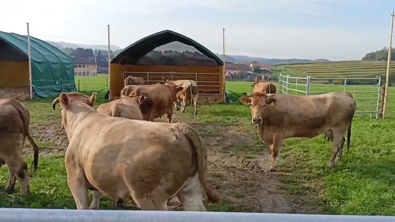 Nowy nabytek MorgenTau, Krowy mięsne Bio wołowina, hodowla królików ...
