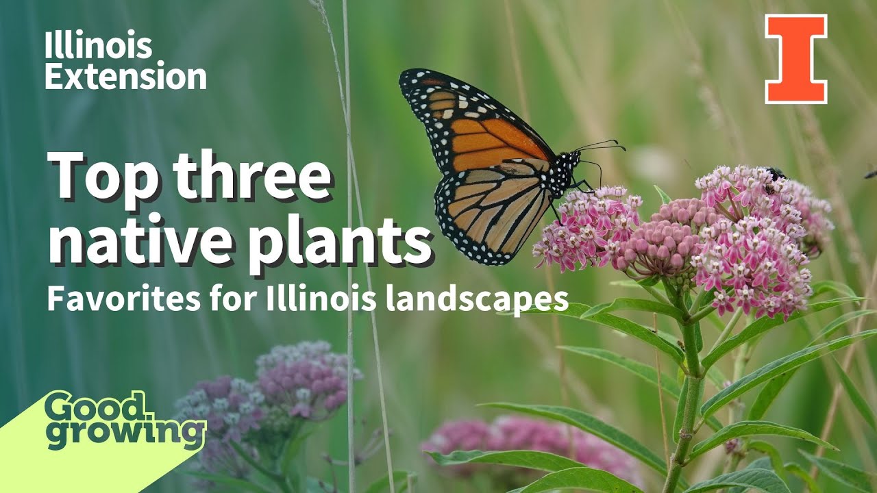 Three favorite native plants for Illinois | #GoodGrowing - YouTube