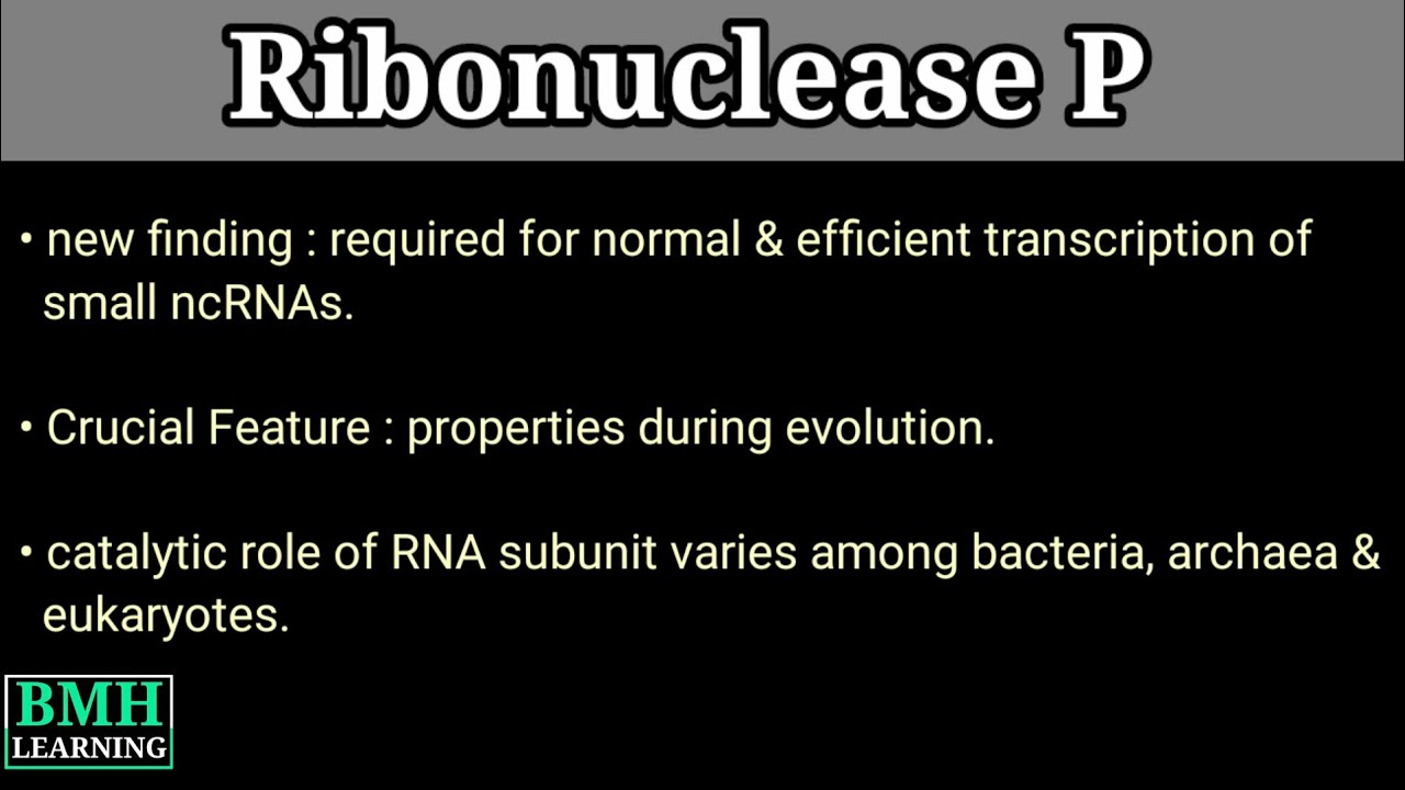 RNAse P | Ribonuclease P | Types Of RNAses | - YouTube