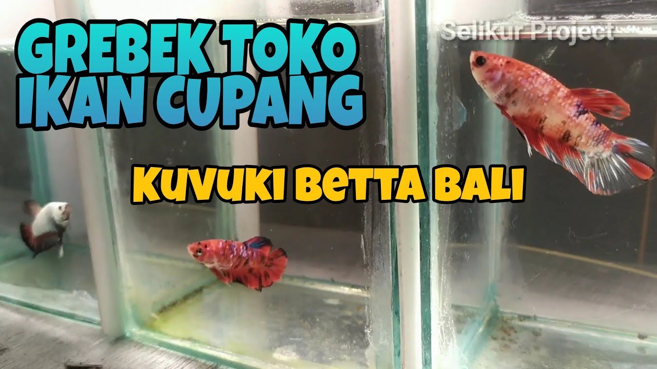 GREBEK TOKO IKAN CUPANG || KUVUKI BETTA BALI || KOLEKSINYA CANTIK ...