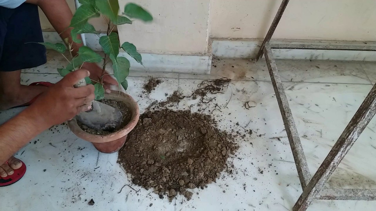 Ficus religiosa bonsai || Peepal Tree Bonsai || Repotting and pruning ...